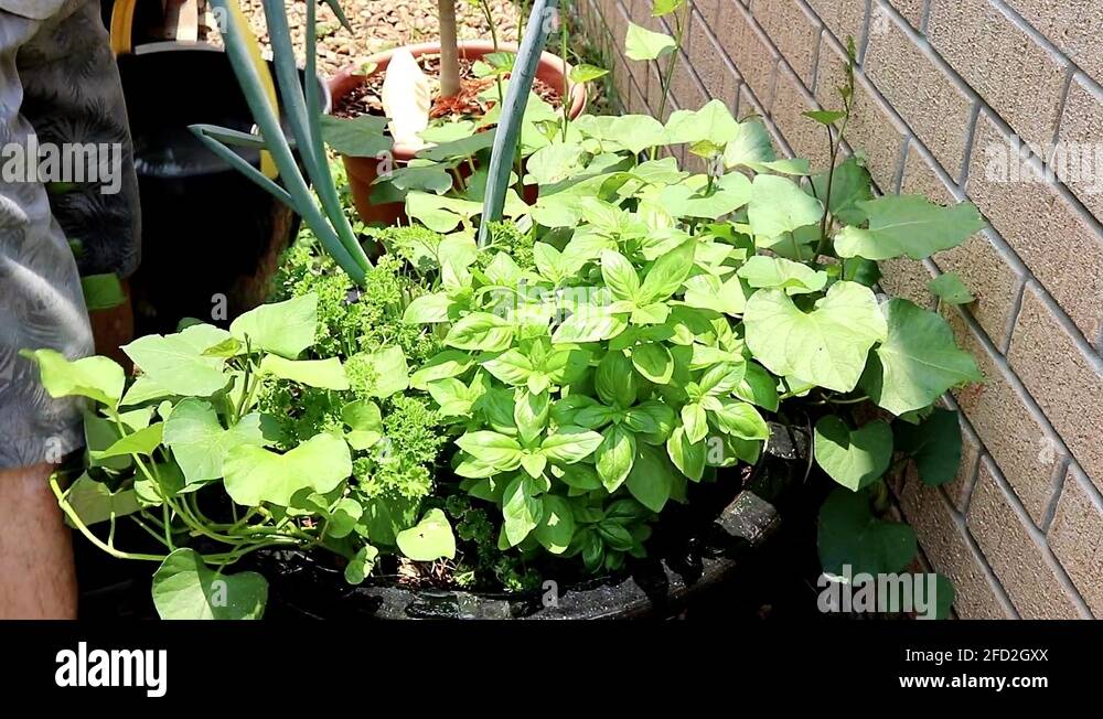 Bucket for watering Stock Videos & Footage - HD and 4K Video Clips - Alamy