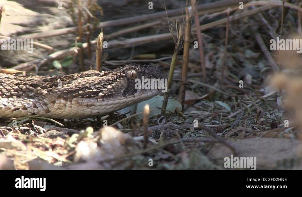 Snake head fangs Stock Videos & Footage - HD and 4K Video Clips - Alamy