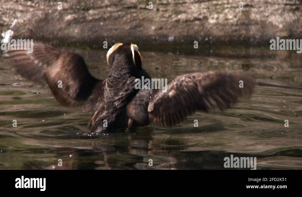 Puffin Stock Videos & Footage - HD and 4K Video Clips - Alamy