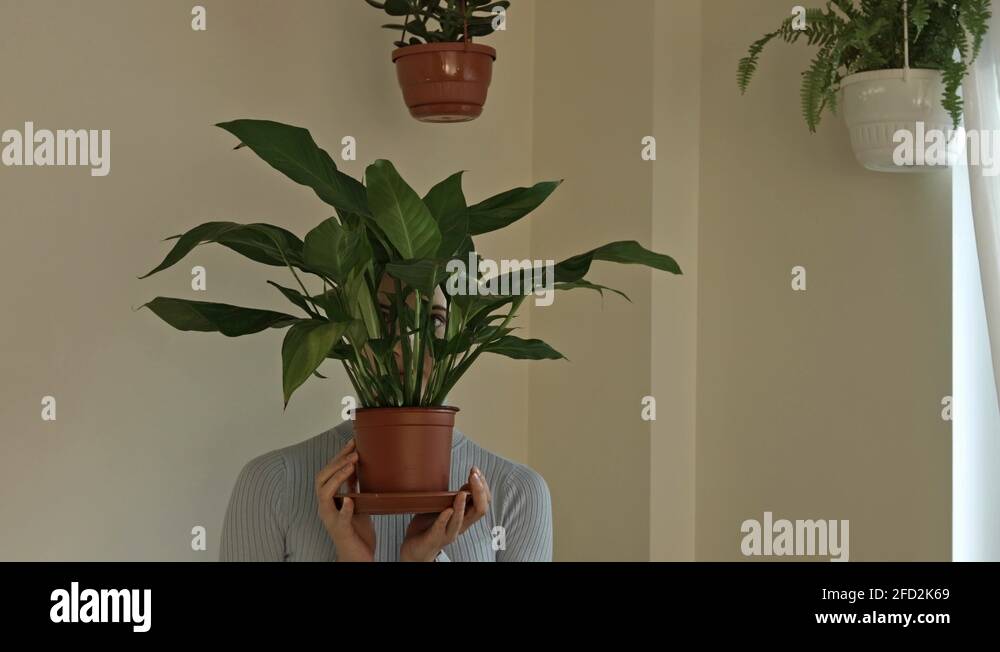 Woman looking at camera indoor plant Stock Videos & Footage - HD and 4K ...