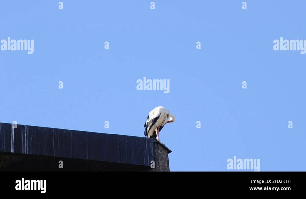 Stork tower Stock Videos & Footage - HD and 4K Video Clips - Alamy