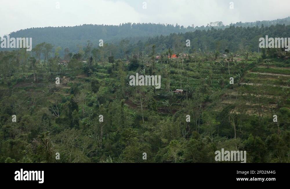 Large terraced rice field and palm trees in Bali Island, Indonesia ...