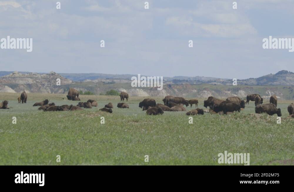 North dakota animals Stock Videos & Footage - HD and 4K Video Clips - Alamy