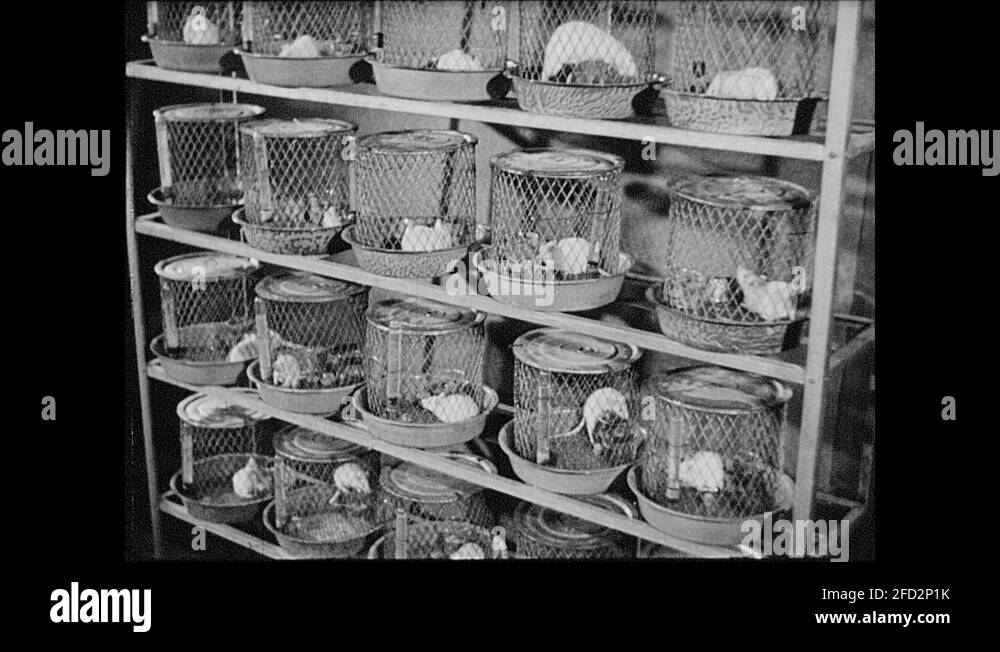 White mice cage Stock Videos & Footage - HD and 4K Video Clips - Alamy