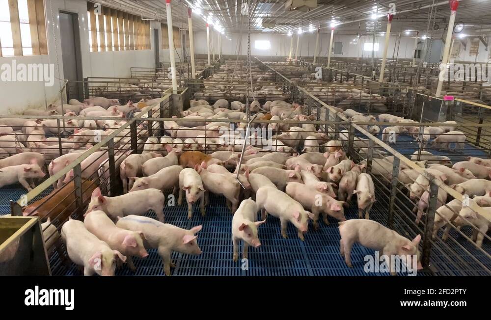 Pig farm cramped Stock Videos & Footage - HD and 4K Video Clips - Alamy