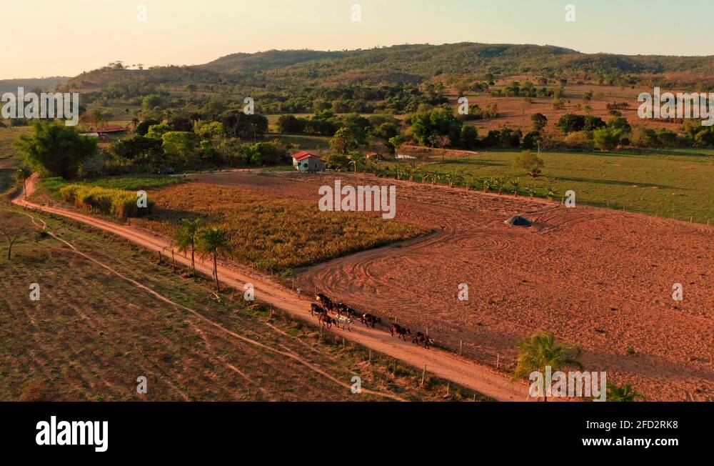 Brazil plantation cattle Stock Videos & Footage - HD and 4K Video Clips ...