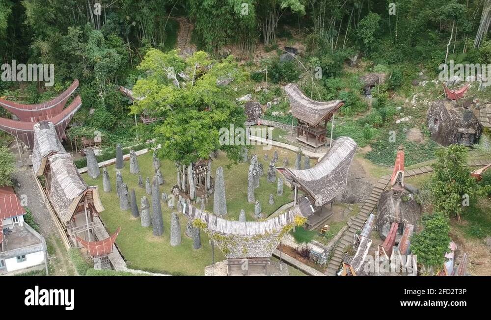 Bird of sulawesi Stock Videos & Footage - HD and 4K Video Clips - Alamy