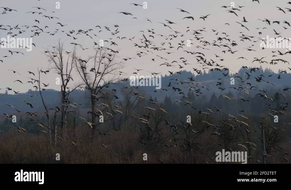 Natural migration Stock Videos & Footage - HD and 4K Video Clips - Alamy