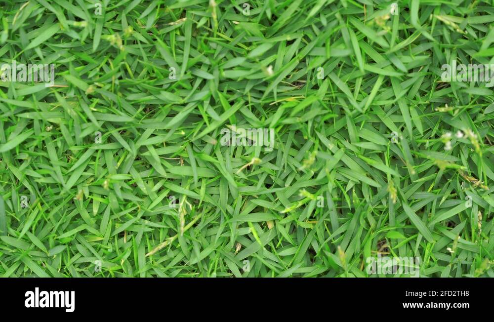 Lay turf pattern Stock Videos & Footage - HD and 4K Video Clips - Alamy