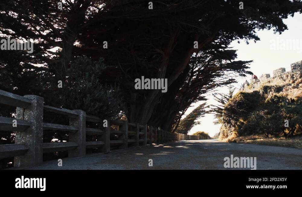 Tree overhanging path Stock Videos & Footage - HD and 4K Video Clips ...