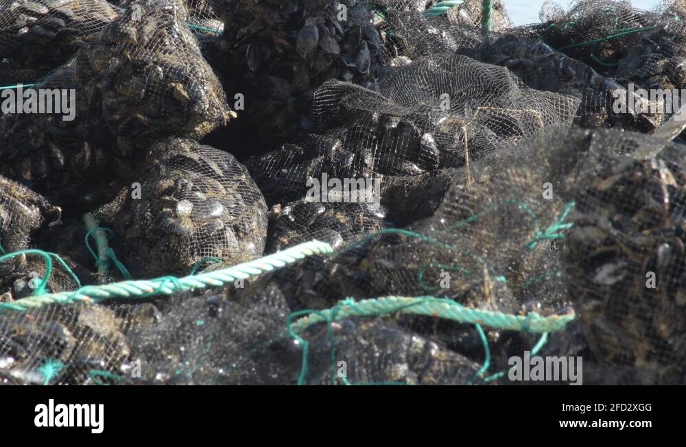 Sacks meshes of freshly caught mussels in a port Stock Video Footage ...