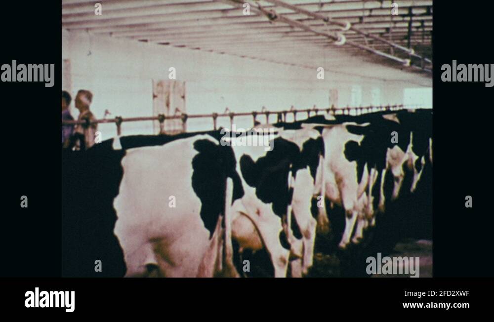 1970s: UNITED STATES: cows in milking room. Men walk in milking room ...