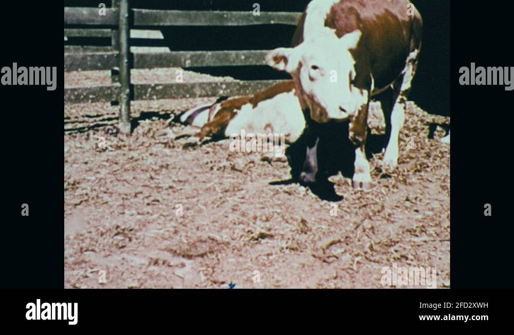 Neurological system Stock Videos & Footage - HD and 4K Video Clips - Alamy