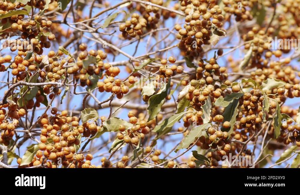 Victorian box tree Stock Videos & Footage - HD and 4K Video Clips - Alamy