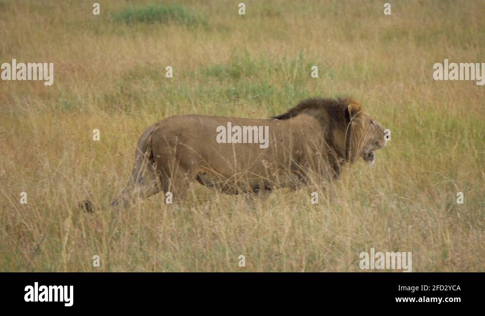 African prey animals Stock Videos & Footage - HD and 4K Video Clips - Alamy