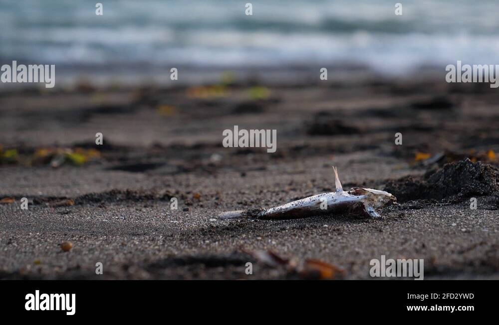 Decaying fish Stock Videos & Footage - HD and 4K Video Clips - Alamy