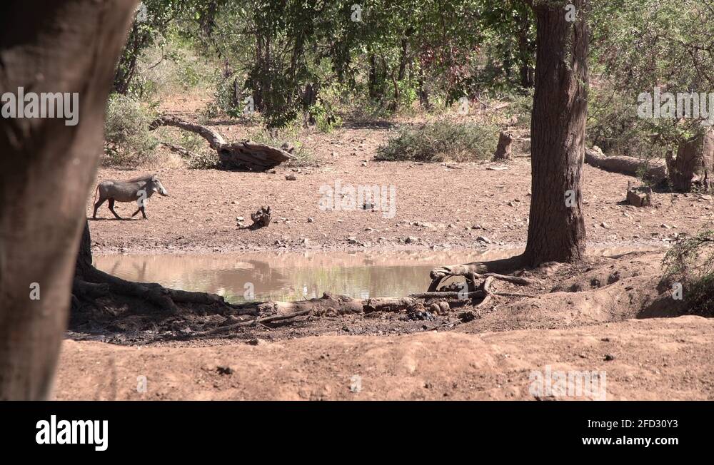 Common warthog arriving at hot African waterhole, medium, static shot ...