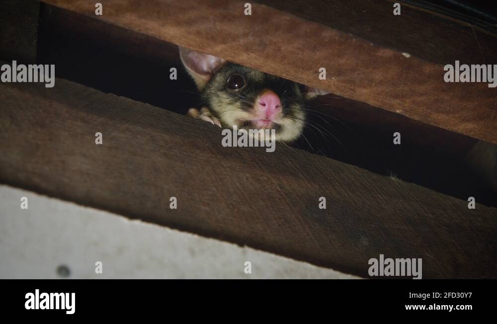 Australian possum baby Stock Videos & Footage - HD and 4K Video Clips ...