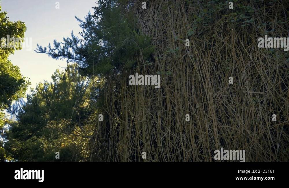 Plants with long roots Stock Videos & Footage - HD and 4K Video Clips ...