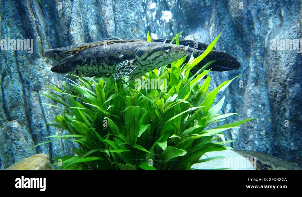 Snakehead Stock Videos & Footage - HD and 4K Video Clips - Alamy
