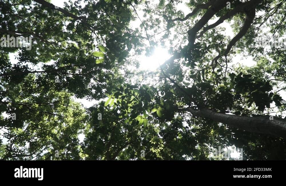 Sunlight through tree leaf Stock Videos & Footage - HD and 4K Video ...