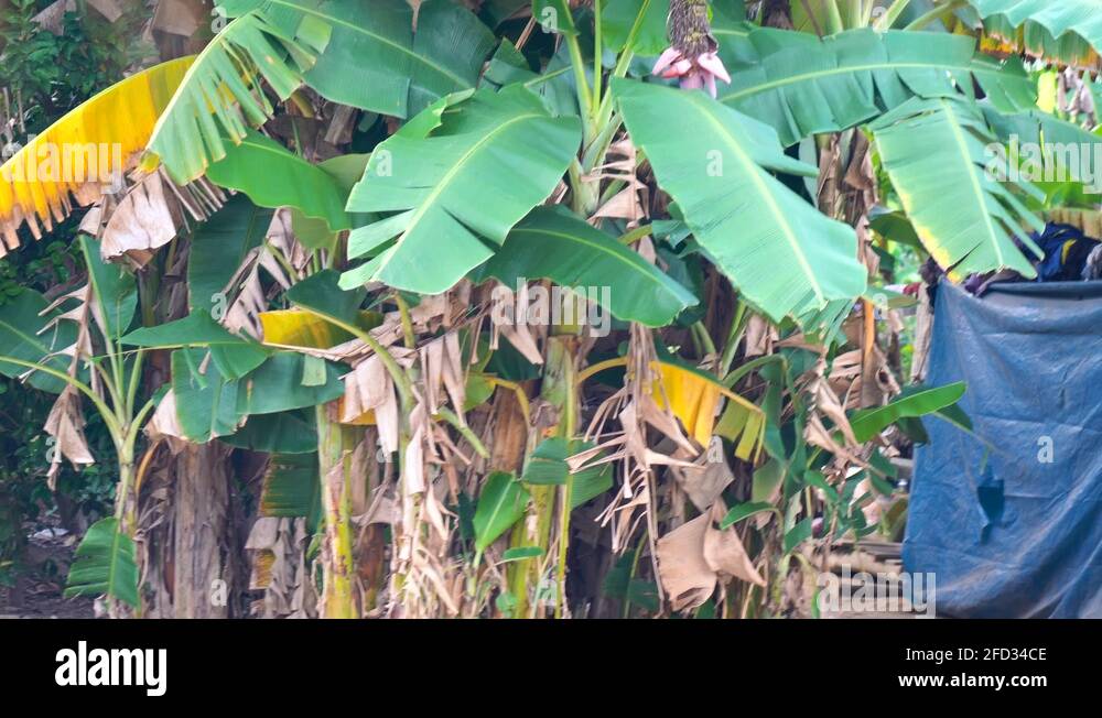 Aboriginal poverty Stock Videos & Footage - HD and 4K Video Clips - Alamy