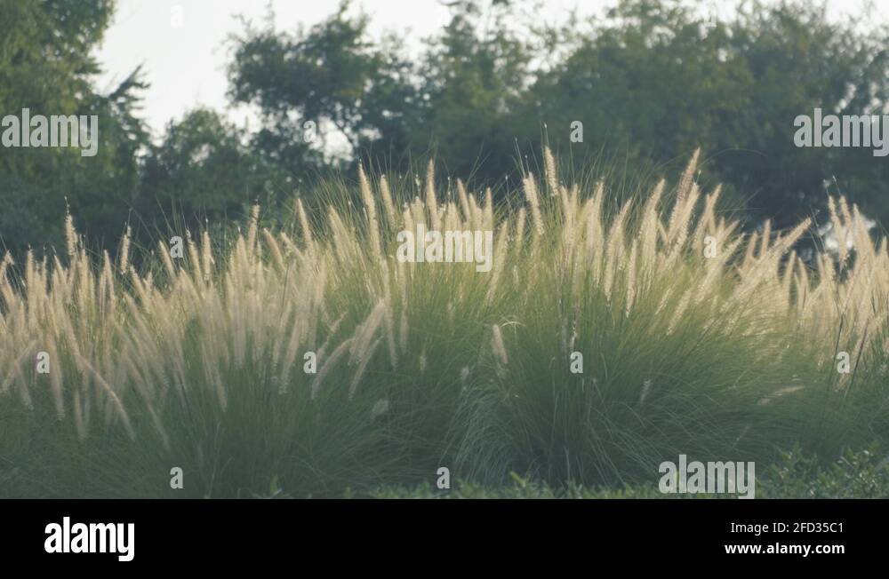 Al ain zoo abu dhabi Stock Videos & Footage - HD and 4K Video Clips - Alamy