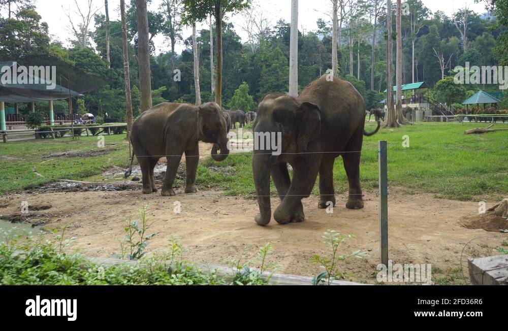 Gandah Stock Videos & Footage - HD and 4K Video Clips - Alamy