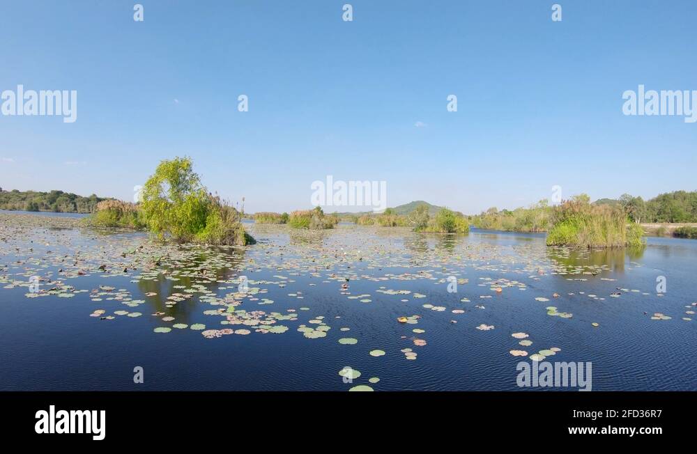 Floating wetland garden Stock Videos & Footage - HD and 4K Video Clips ...