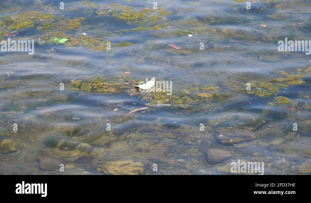 Dirt and plastic debris float on the water. Footage of pollution and ...