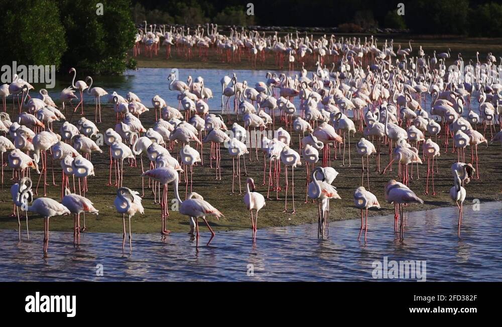 Ras al khor wildlife sanctuary dubai Stock Videos & Footage - HD and 4K ...
