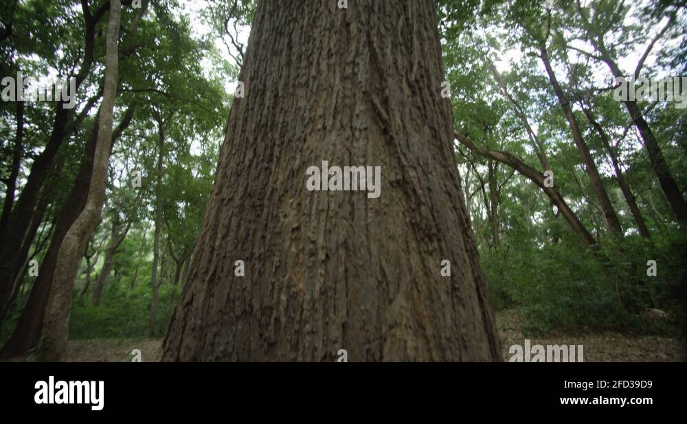 Windy forest Stock Videos & Footage - HD and 4K Video Clips - Alamy