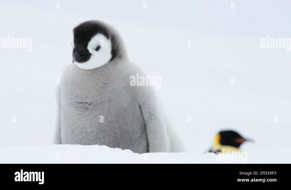 Antarctica weddell penguin Stock Videos & Footage - HD and 4K Video ...