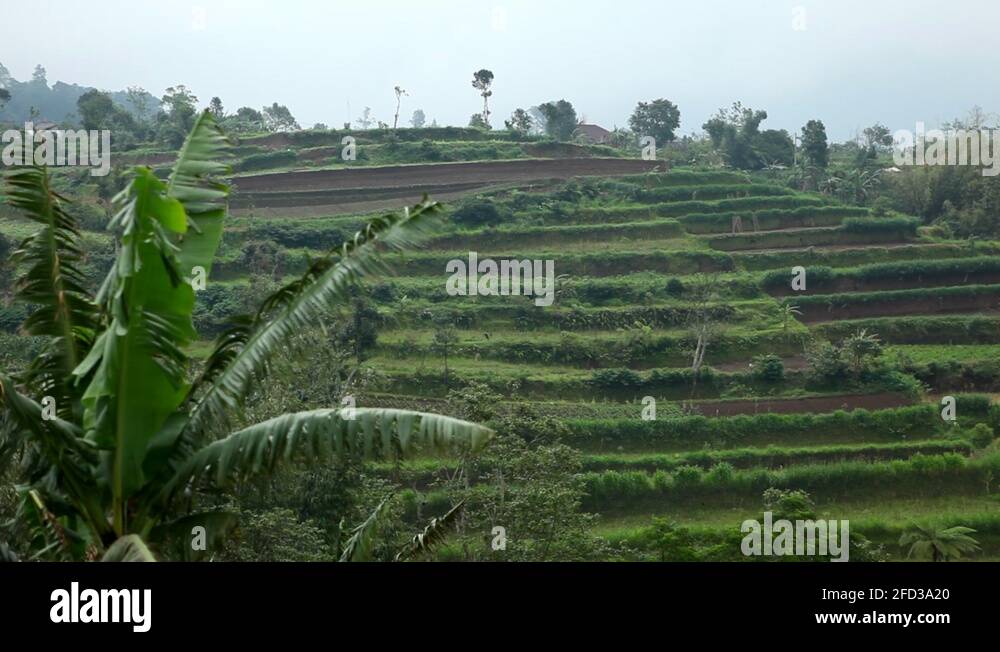 Large terraced rice field and palm trees in Bali Island, Indonesia ...