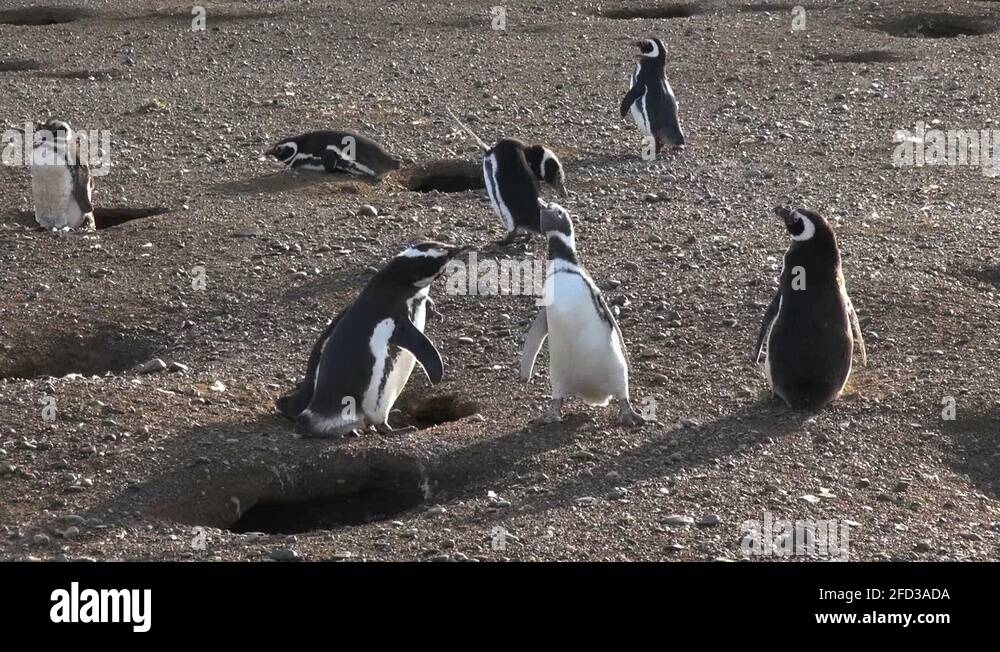 Patagonia ecosystem Stock Videos & Footage - HD and 4K Video Clips - Alamy