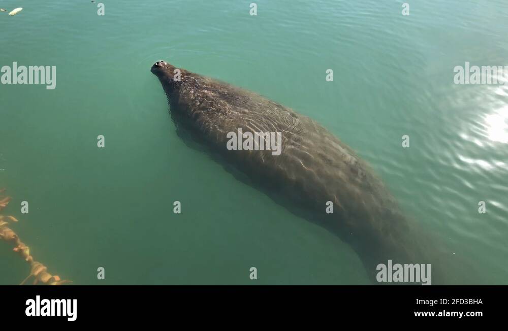 Manatee conservation center Stock Videos & Footage - HD and 4K Video ...