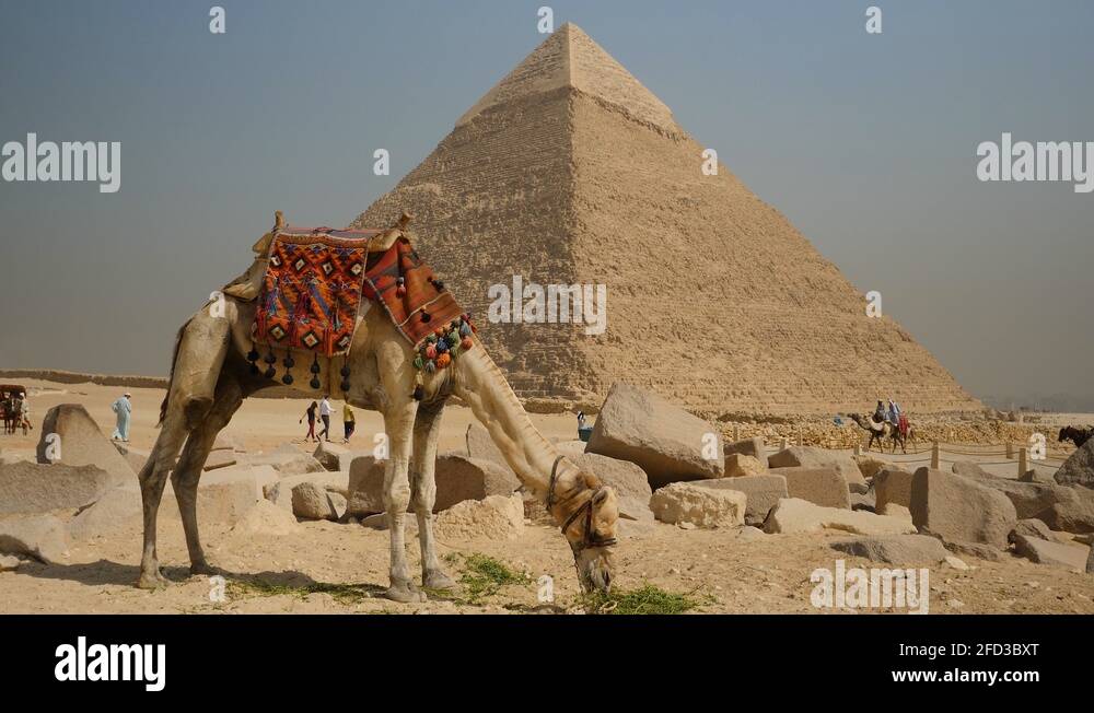 Camel standing in front of great pyramid eating. Giant architectural ...