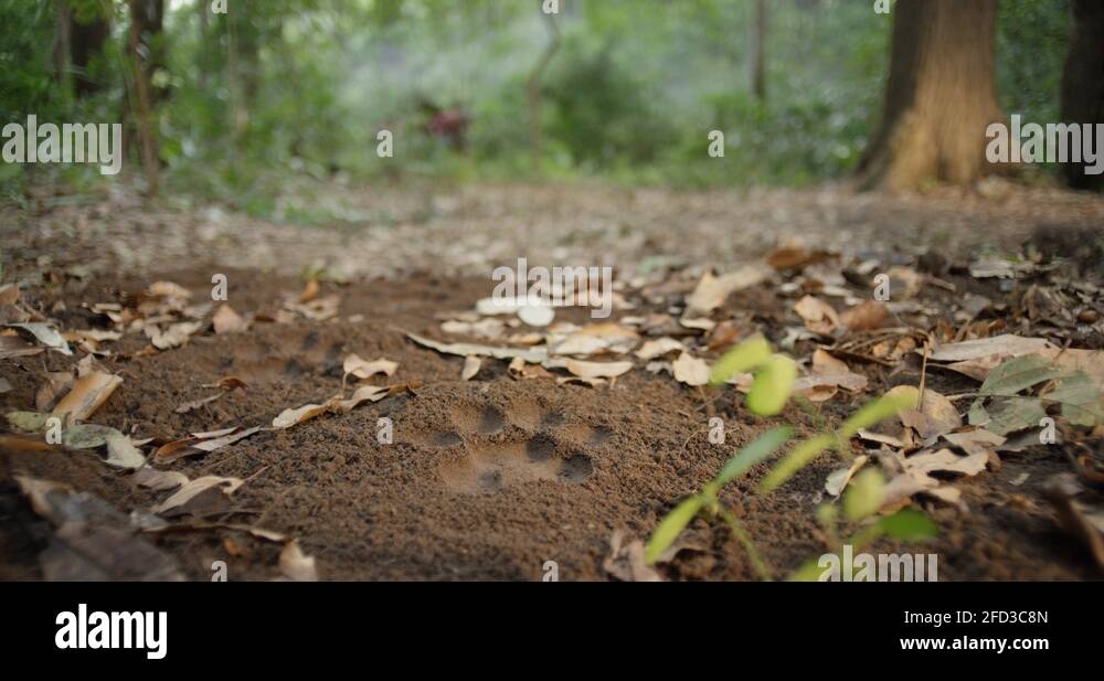 Trail of footprint Stock Videos & Footage - HD and 4K Video Clips - Alamy