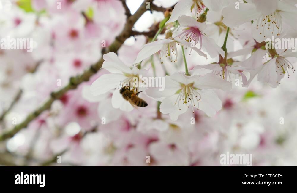 Bee cherry tree pollinator Stock Videos & Footage - HD and 4K Video ...