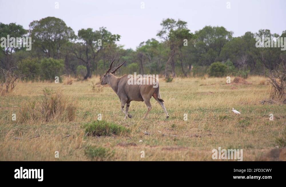 Eland grass Stock Videos & Footage - HD and 4K Video Clips - Alamy