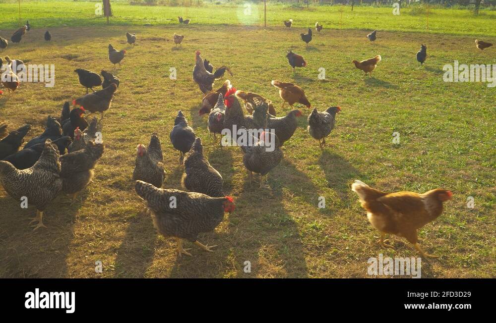 LENS FLARE: Free range chickens peck grass while roaming around ...