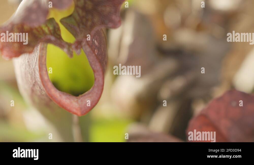 Carnivorous insects Stock Videos & Footage - HD and 4K Video Clips - Alamy
