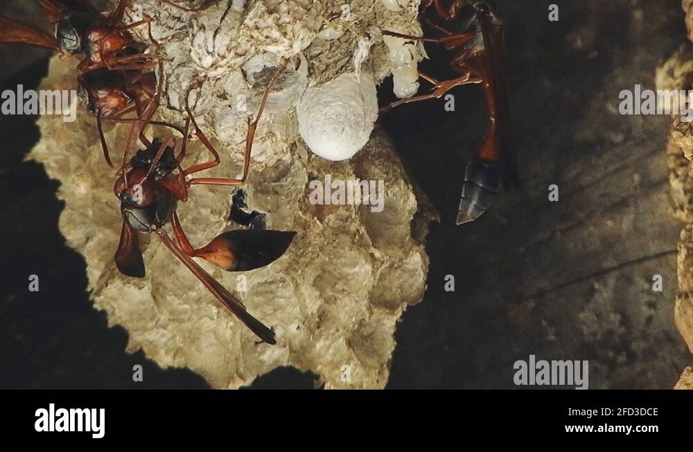 Large insect red wasp nest with baby wasp larvae being fed and nurtured ...