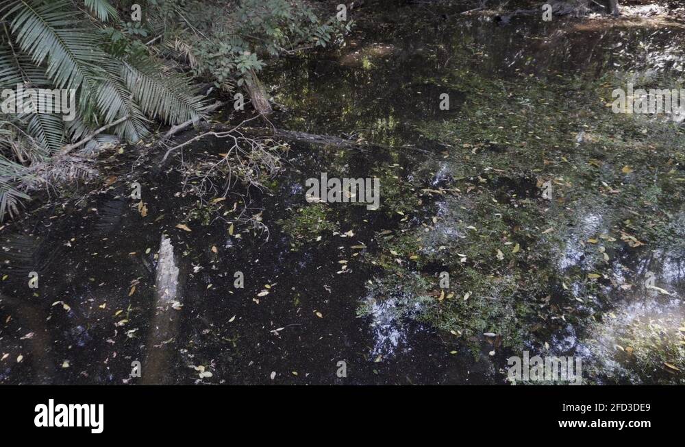 4K panning right of a dark and humid swamp in the middle of the jungles ...