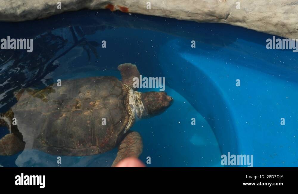 Turtle enclosure Stock Videos & Footage - HD and 4K Video Clips - Alamy