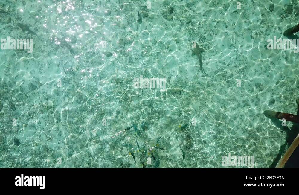 Sharks in shallow water Stock Videos & Footage - HD and 4K Video Clips ...