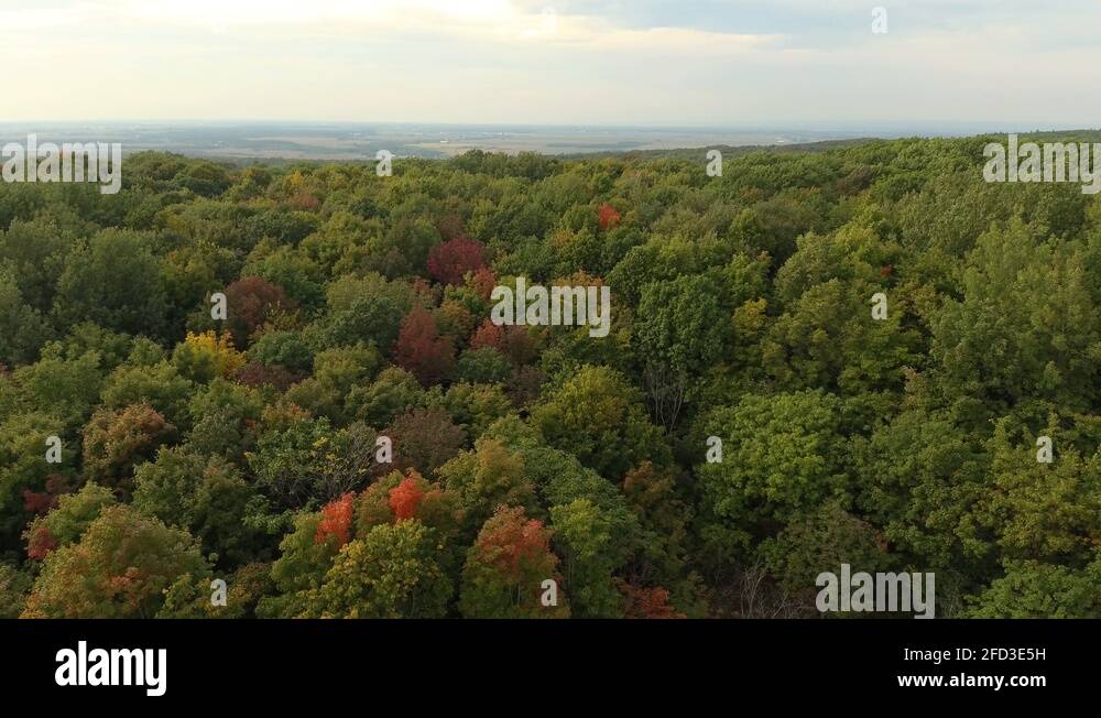 Canada tree canopy Stock Videos & Footage - HD and 4K Video Clips - Alamy