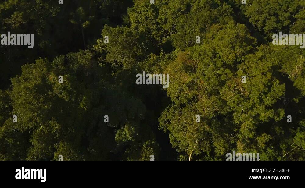 Oxygen ecosystem Stock Videos & Footage - HD and 4K Video Clips - Alamy