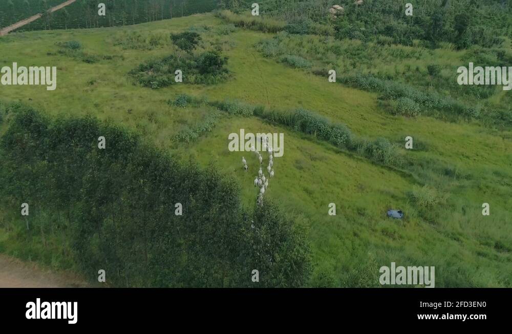 Farm running Stock Videos & Footage - HD and 4K Video Clips - Alamy