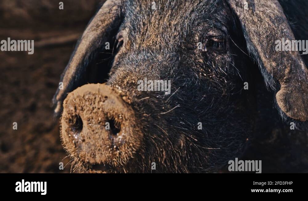 Pig covered in mud Stock Videos & Footage - HD and 4K Video Clips - Alamy